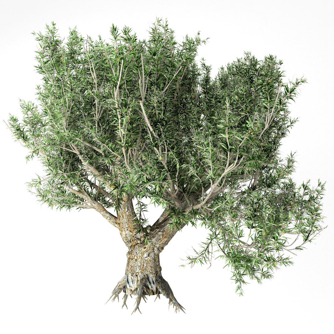 Olive Tree 3D Model - TurboSquid 1703674