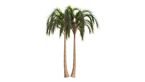 Free 3D Palm Tree Models - Available For Download On TurboSquid