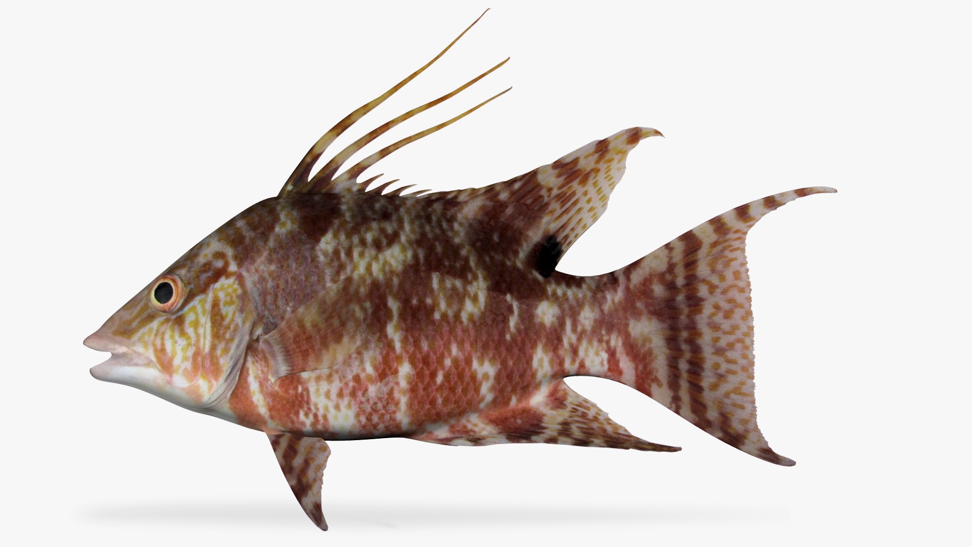 Hogfish Fish 3D Model - TurboSquid 1296637
