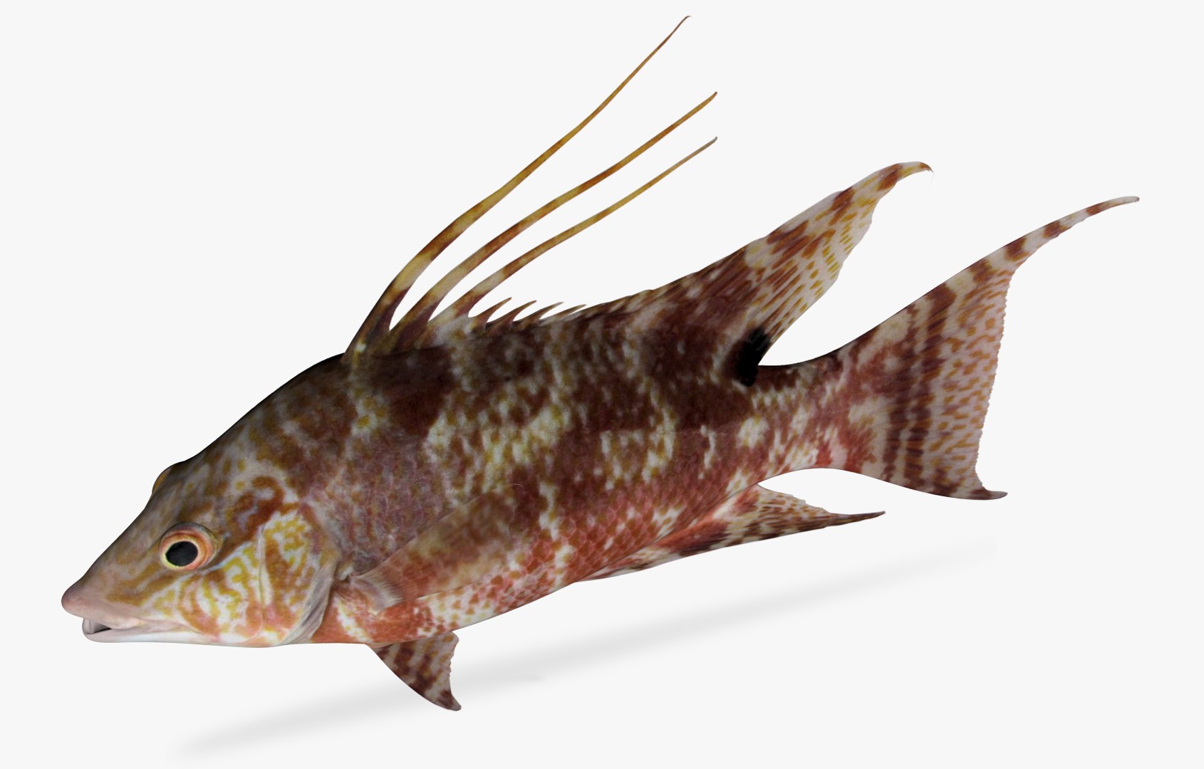 Hogfish Fish 3D Model - TurboSquid 1296637