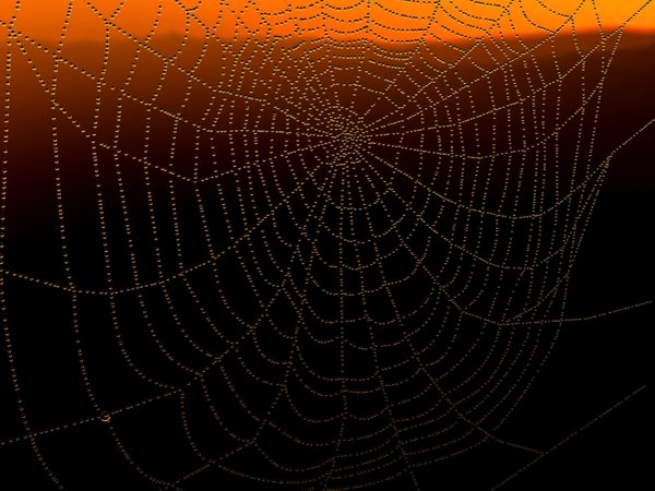 max dew spider web