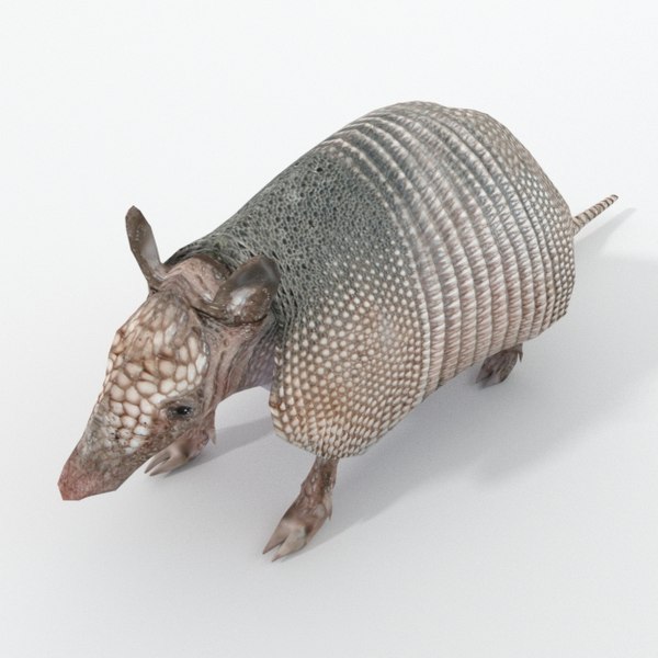 modelo 3d Armadillo - TurboSquid 1394965
