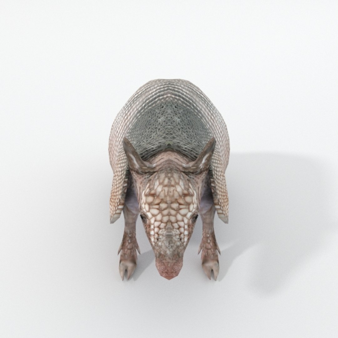 3D Model Armadillo - TurboSquid 1394965