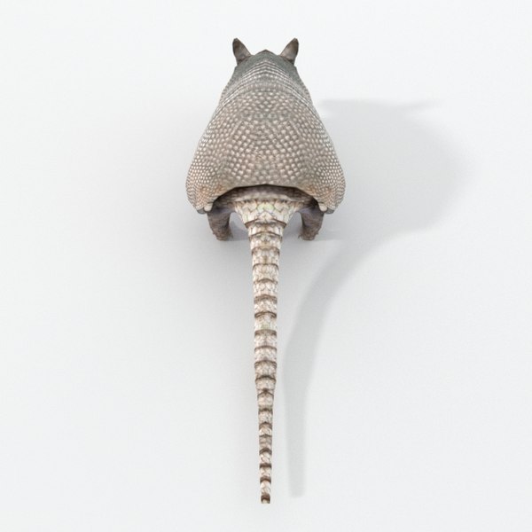 3D model armadillo - TurboSquid 1394965