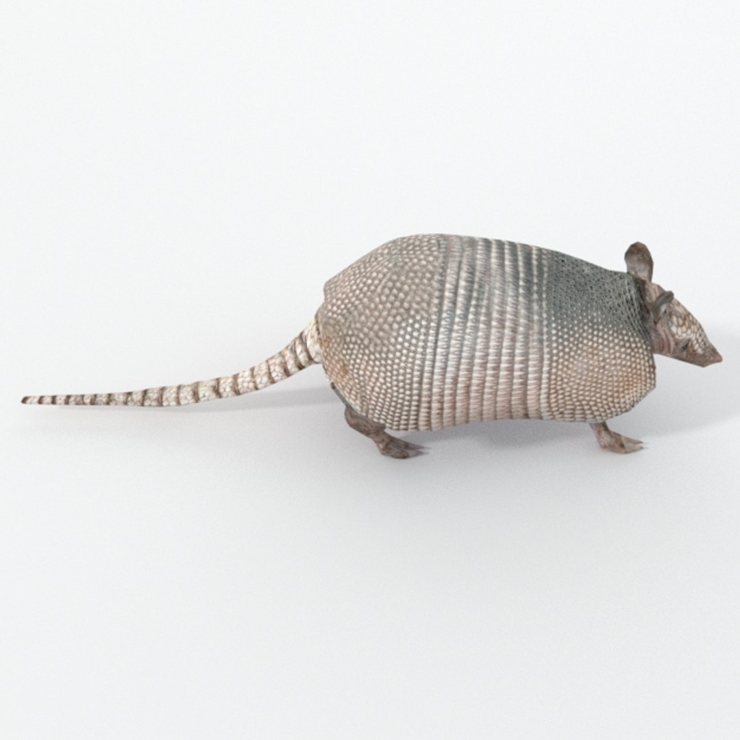 3D Model Armadillo - TurboSquid 1394965