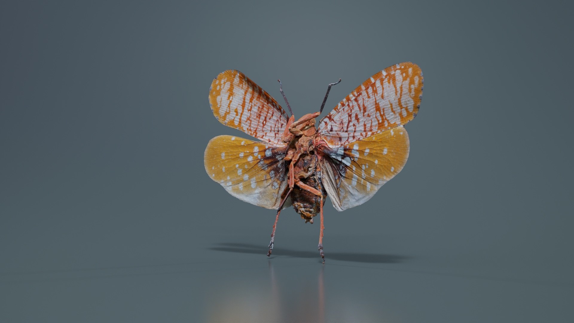 3D Aphaena Submaculata Cambodia Remastered Model - TurboSquid 2359750