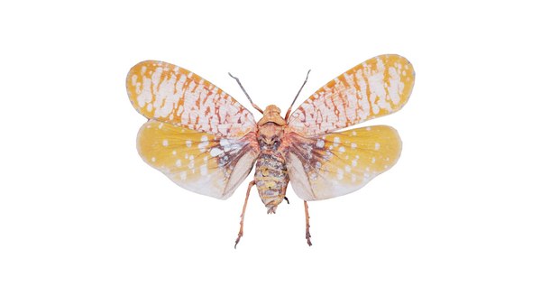 modelo 3d Aphaena Submaculata Camboya Remasterizada - TurboSquid 2359750