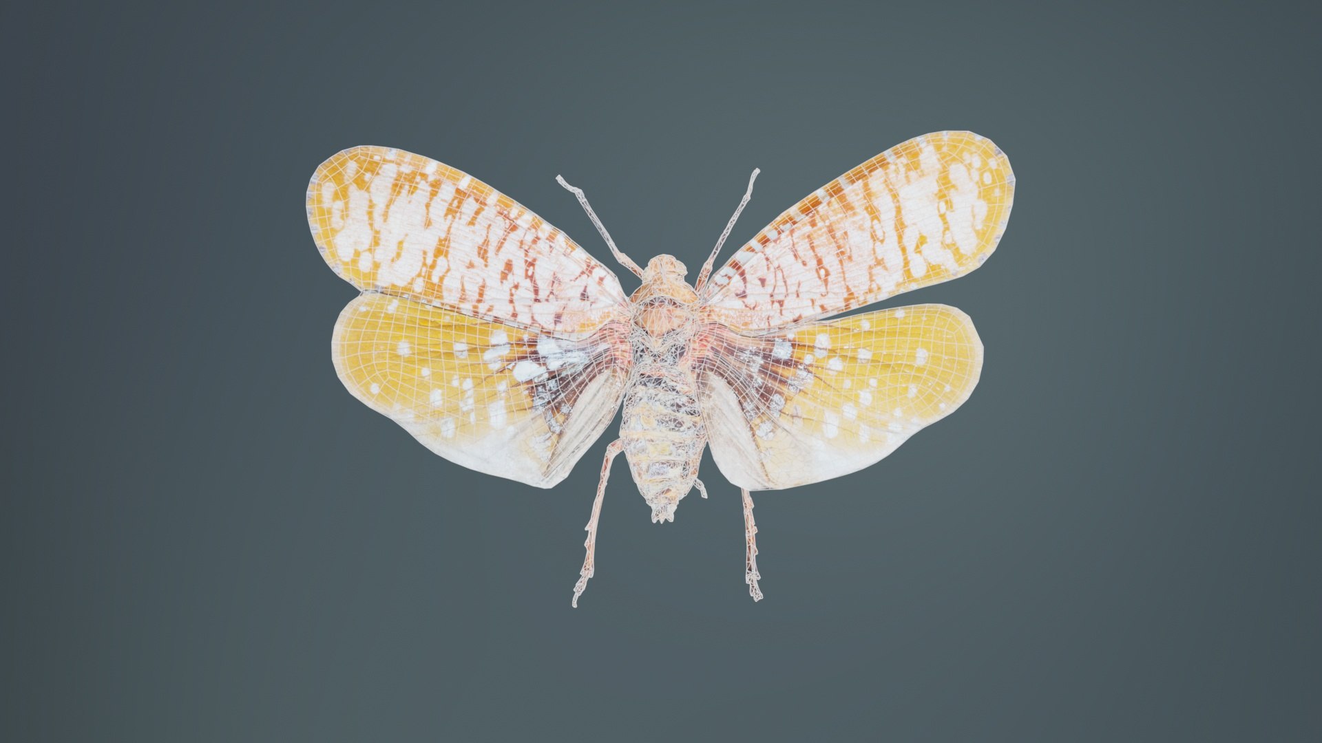 3D Aphaena Submaculata Cambodia Remastered Model - TurboSquid 2359750