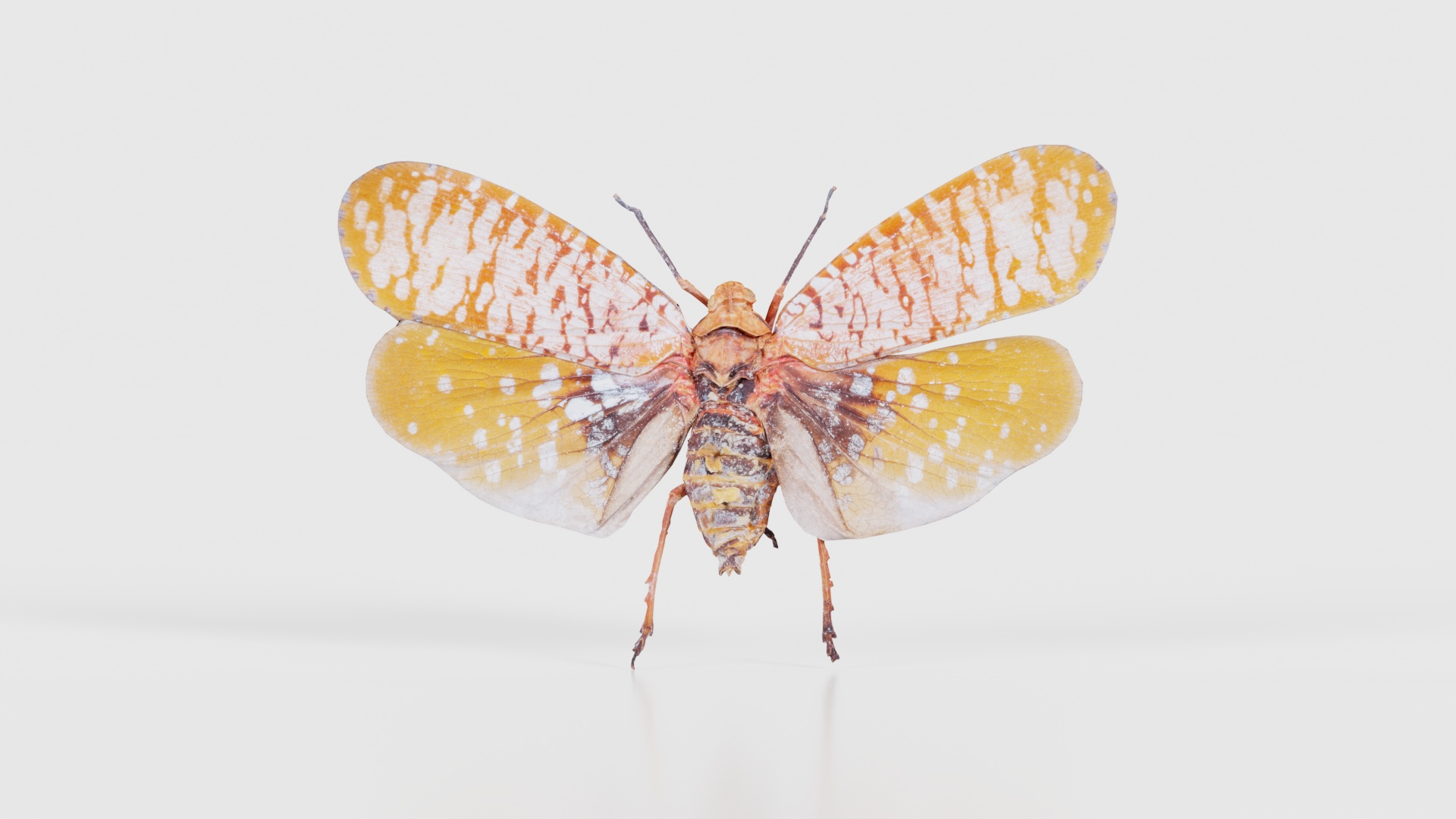 3D Aphaena Submaculata Cambodia Remastered Model - TurboSquid 2359750