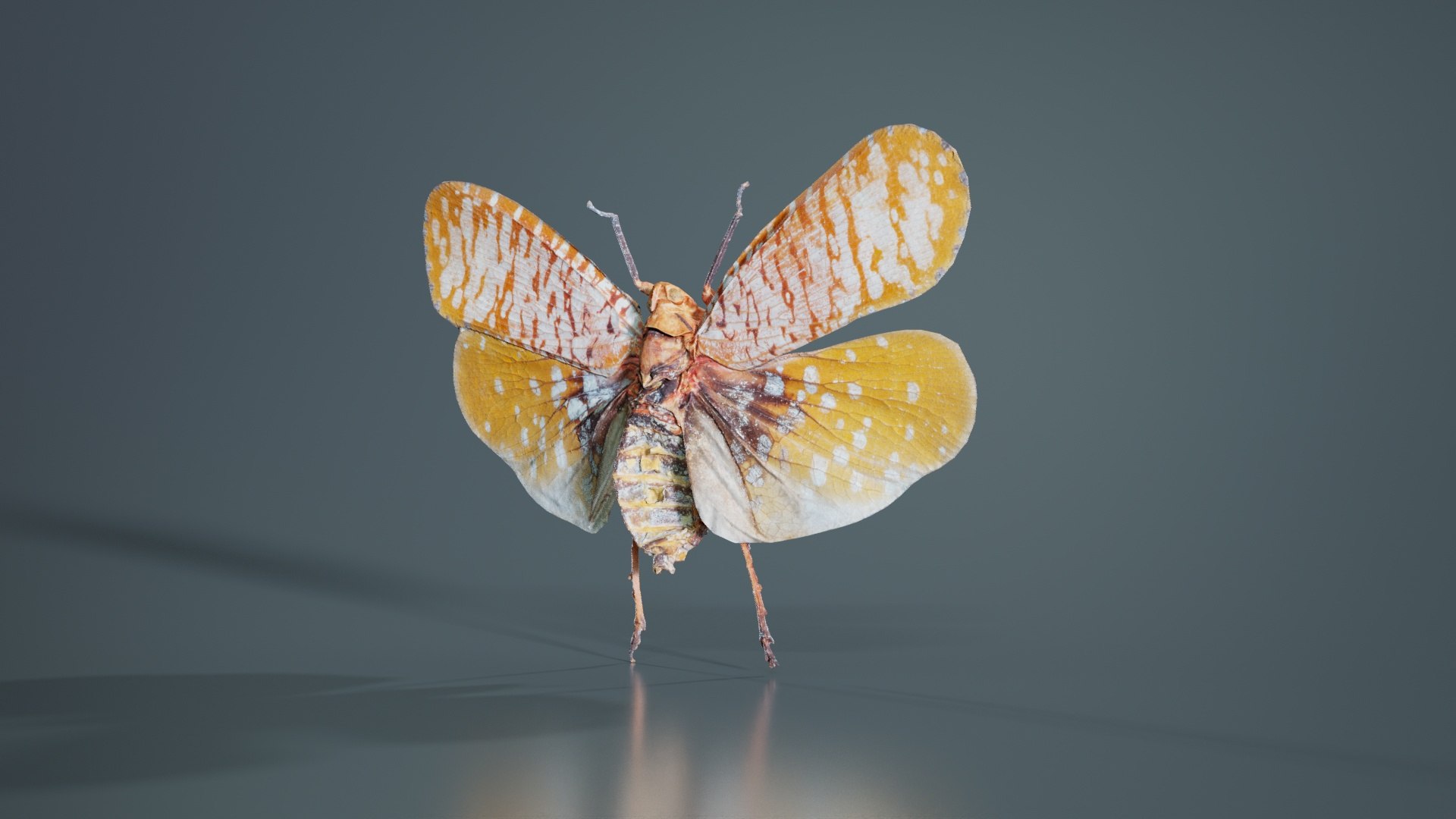 3D Aphaena Submaculata Cambodia Remastered Model - TurboSquid 2359750