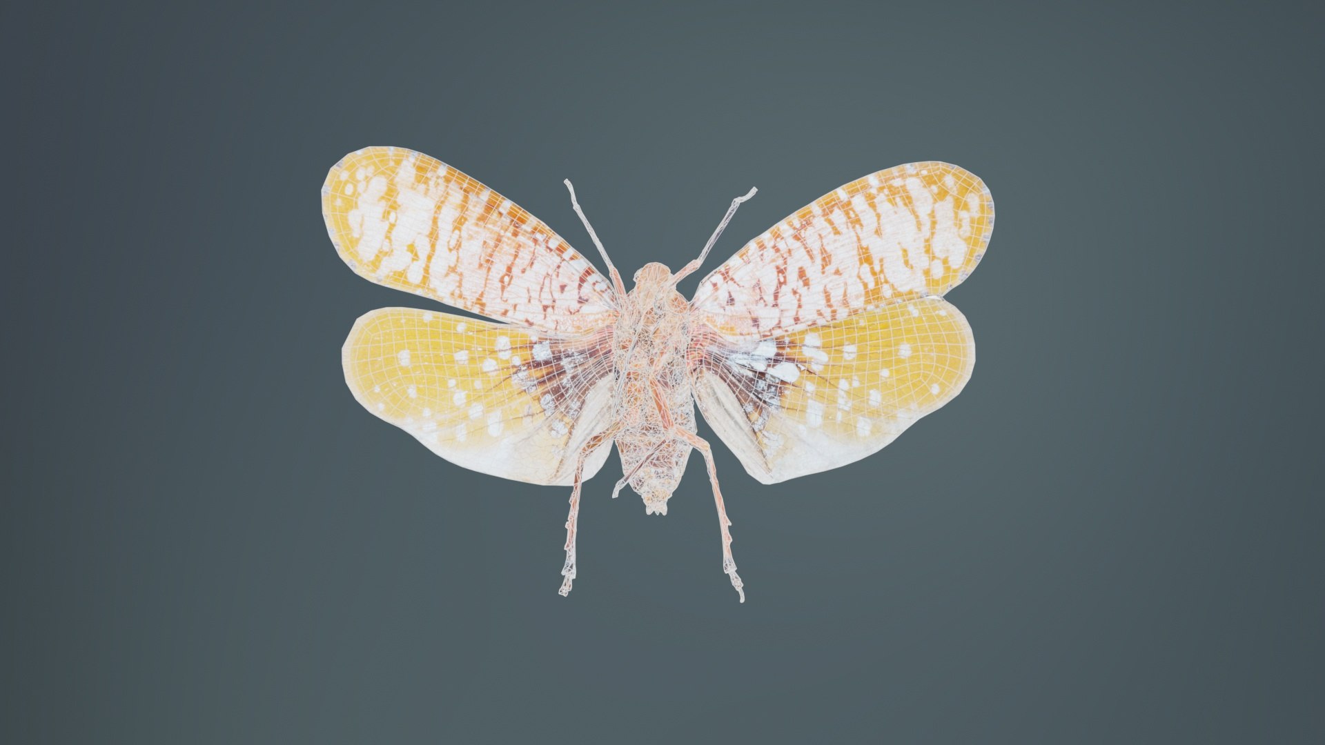 3D Aphaena Submaculata Cambodia Remastered Model - TurboSquid 2359750