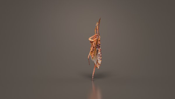 modelo 3d Aphaena Submaculata Camboya Remasterizada - TurboSquid 2359750