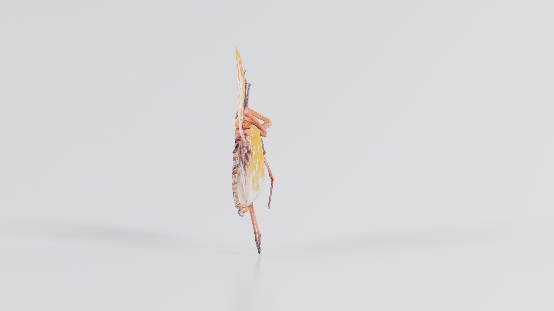 3D Aphaena Submaculata Cambodia Remastered Model - TurboSquid 2359750