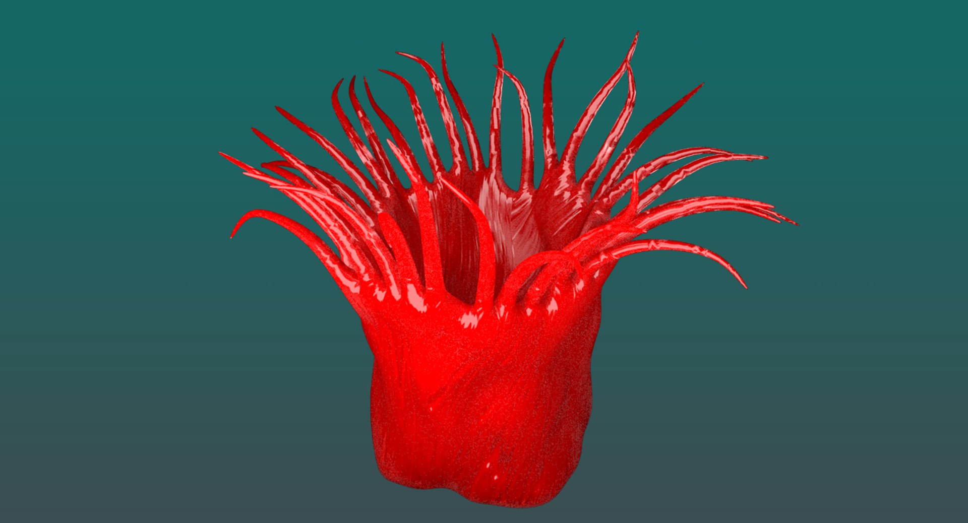 3d Model Of Anemone Actinia Equina
