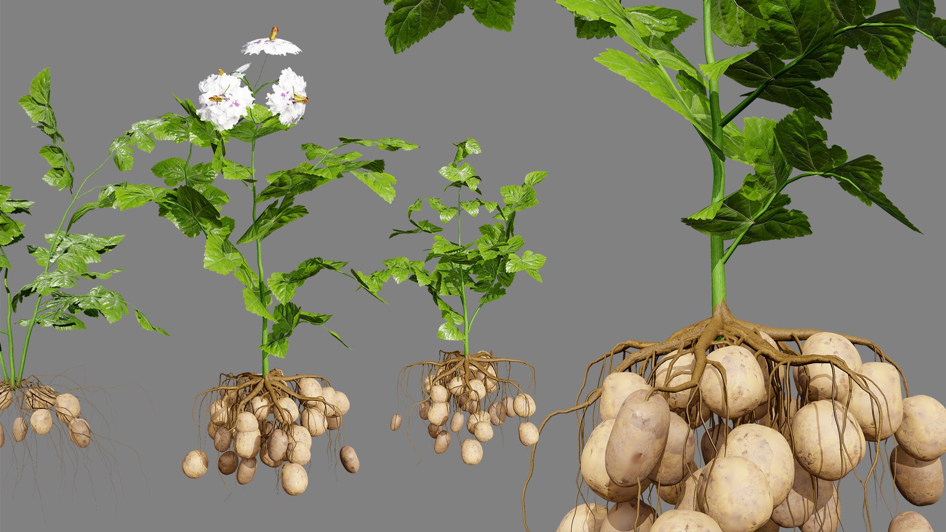 Detailed 3D Potato Plant Model 3D Model - TurboSquid 2316627