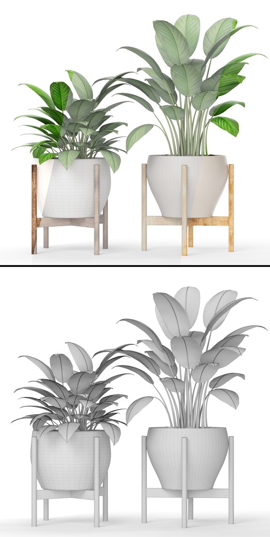 Plants 3d Model