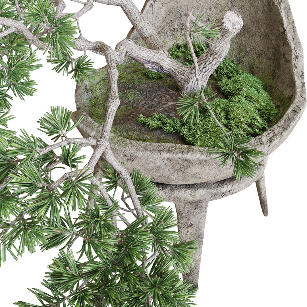 Decorative Pine Tree Bonsai 3D Model - TurboSquid 1480032