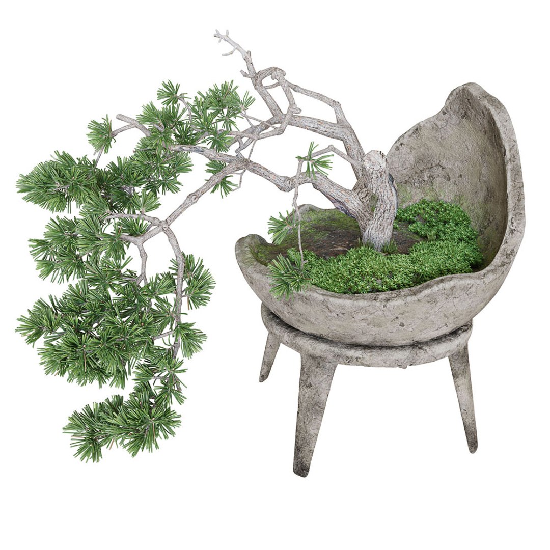 Decorative Pine Tree Bonsai 3D Model - TurboSquid 1480032