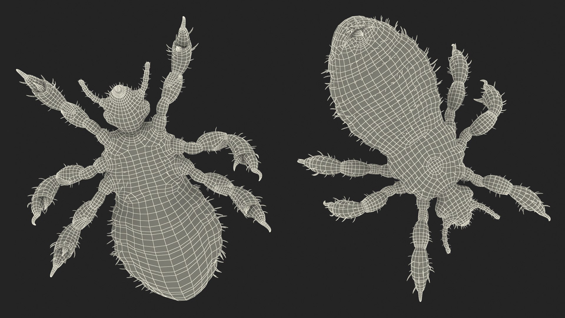 3D Model Louse With Blood Eating Pose - TurboSquid 2284142