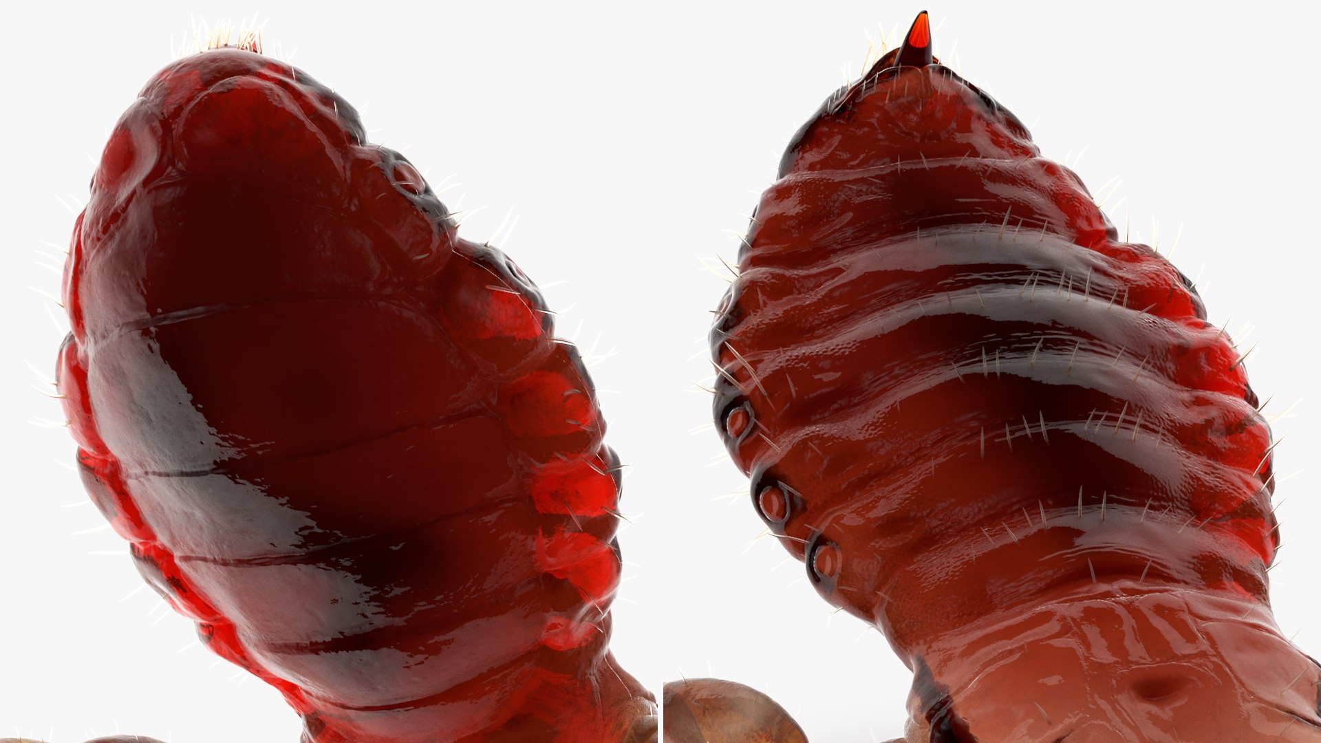 3D Model Louse With Blood Eating Pose - TurboSquid 2284142