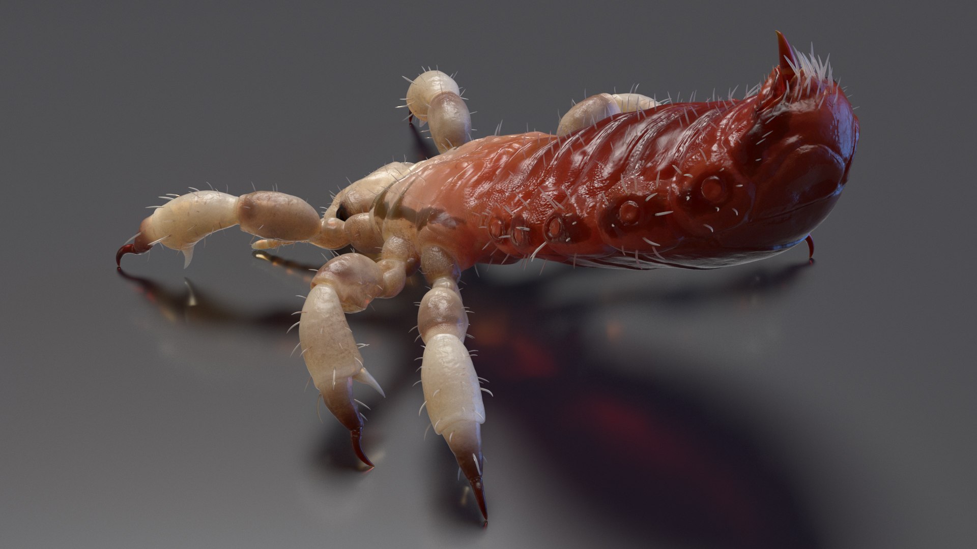 3D Model Louse With Blood Eating Pose - TurboSquid 2284142