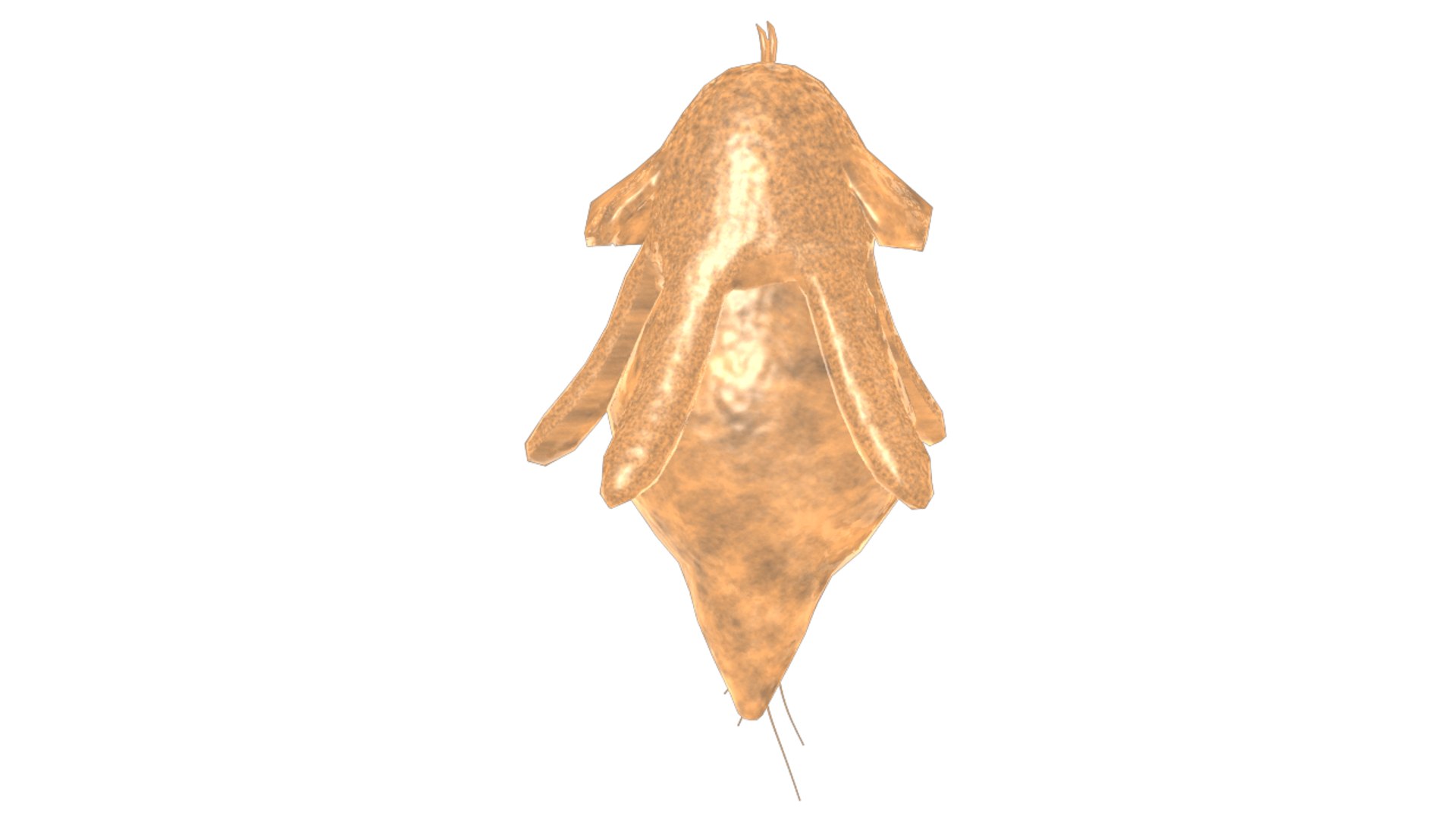 maya muller s larvae