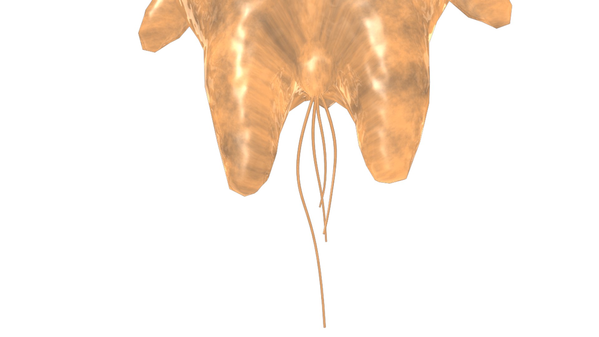 maya muller s larvae