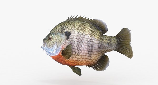 Fish bluegill sunfish 3D model - TurboSquid 1382947