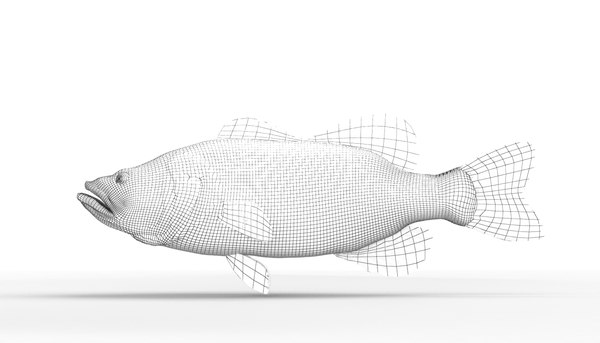 Fish bluegill sunfish 3D model - TurboSquid 1382947