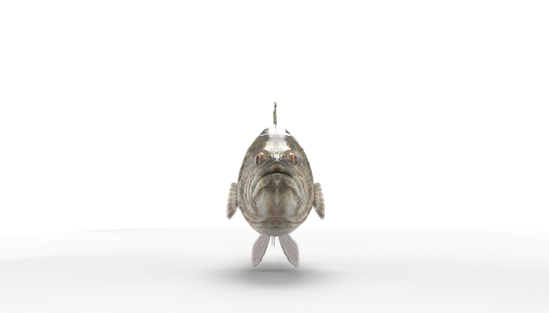 Fish bluegill sunfish 3D model - TurboSquid 1382947