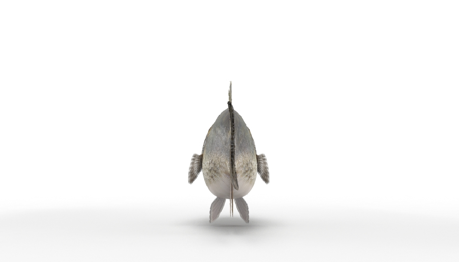 Fish bluegill sunfish 3D model - TurboSquid 1382947