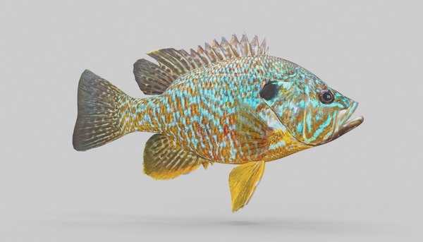 Fish bluegill sunfish 3D model - TurboSquid 1382947