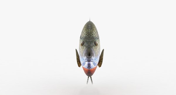 Fish bluegill sunfish 3D model - TurboSquid 1382947