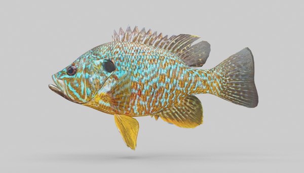 Fish bluegill sunfish 3D model - TurboSquid 1382947