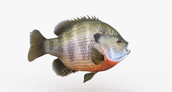 Fish bluegill sunfish 3D model - TurboSquid 1382947