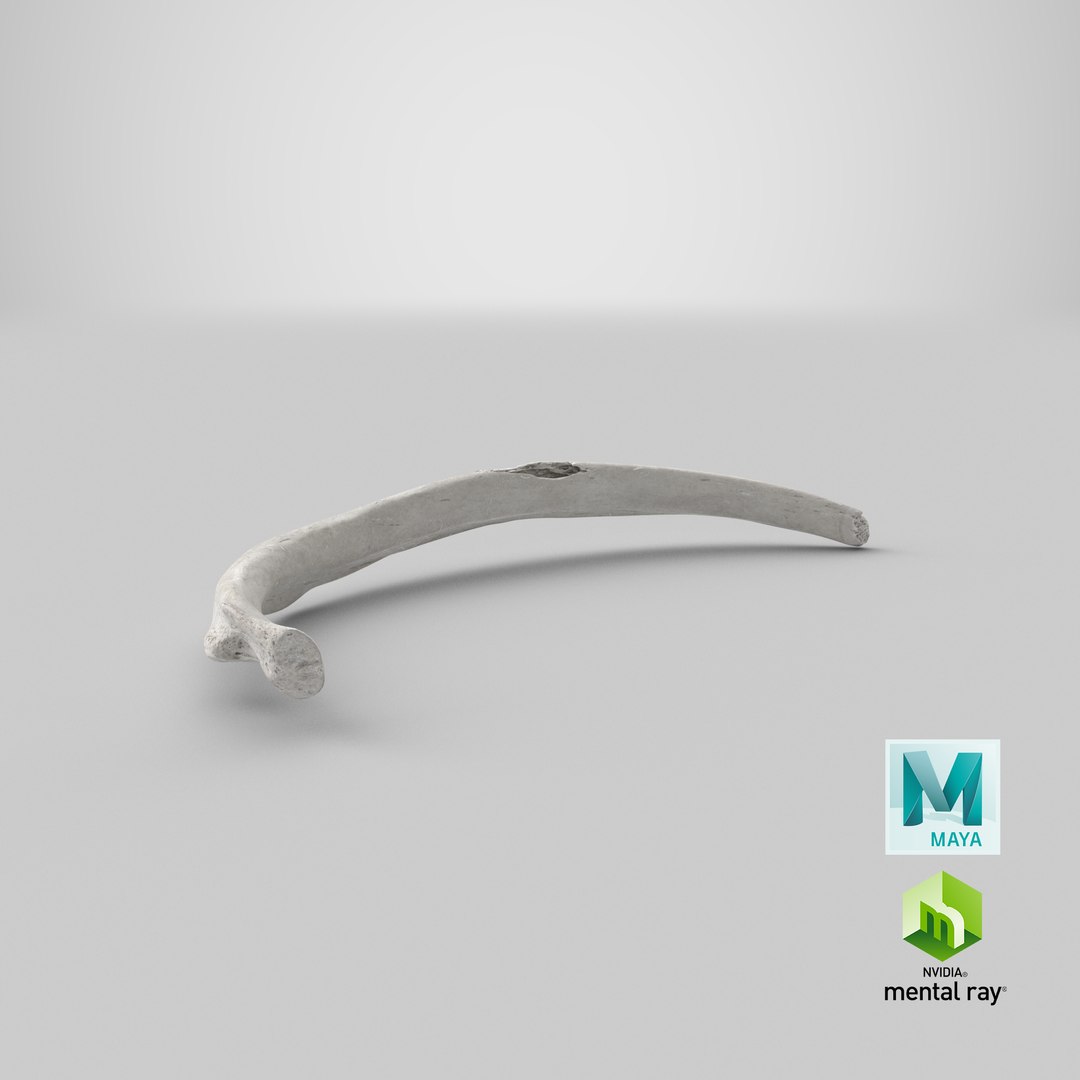 3D model costae fluctuantes floating rib - TurboSquid 1658658