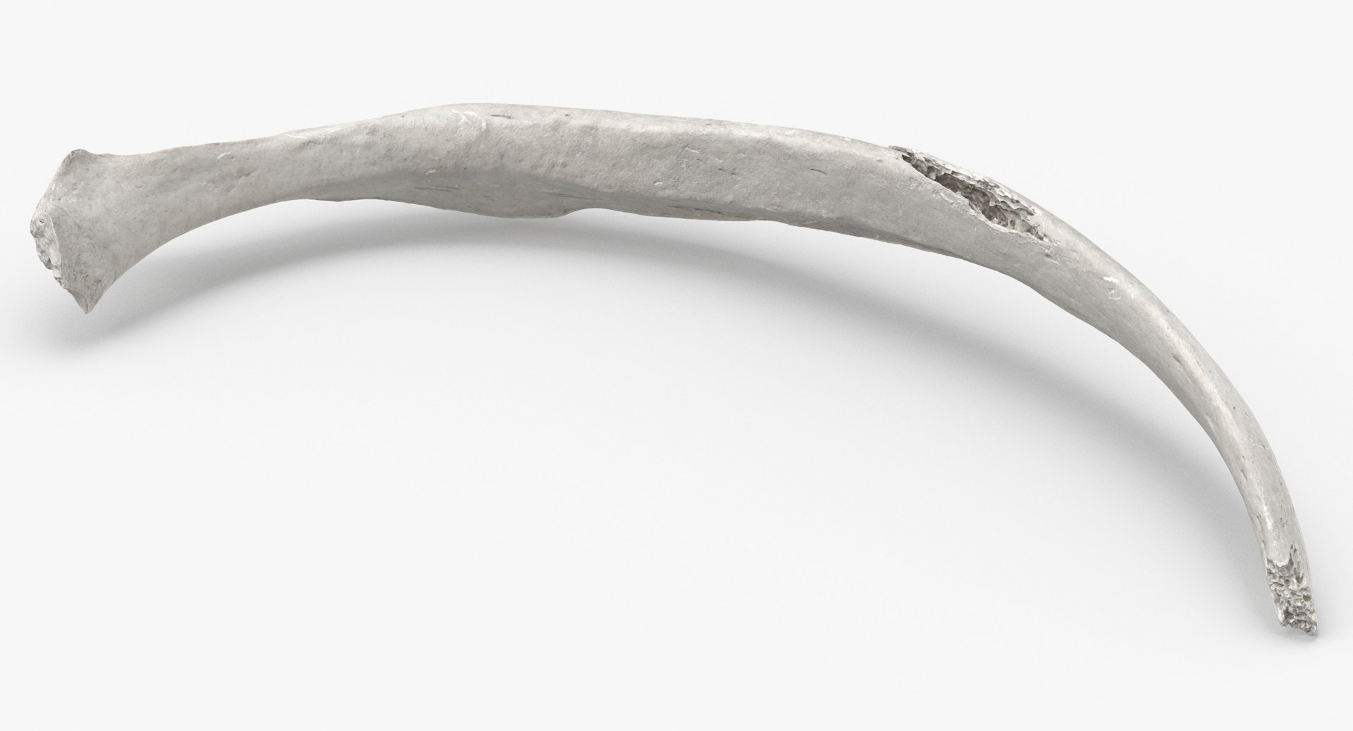 3D model costae fluctuantes floating rib - TurboSquid 1658658