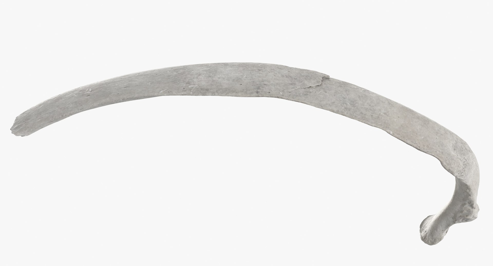 3D model costae fluctuantes floating rib - TurboSquid 1658658