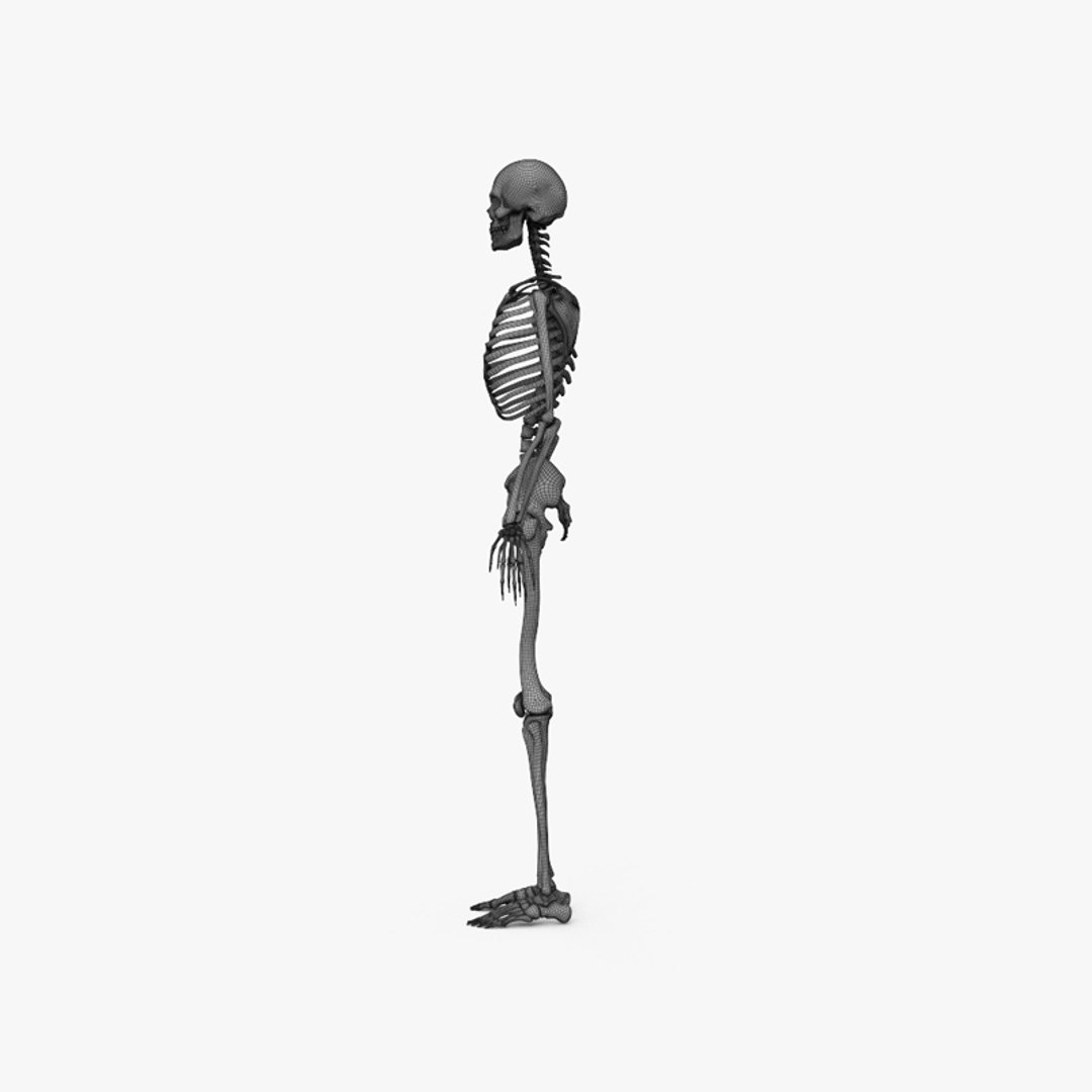Human Female Skeleton 3D model - TurboSquid 1719197