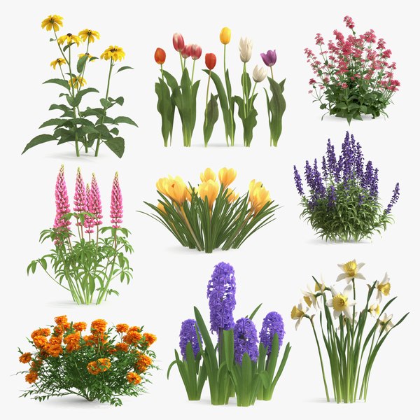 Free SketchUp Flower Models | TurboSquid