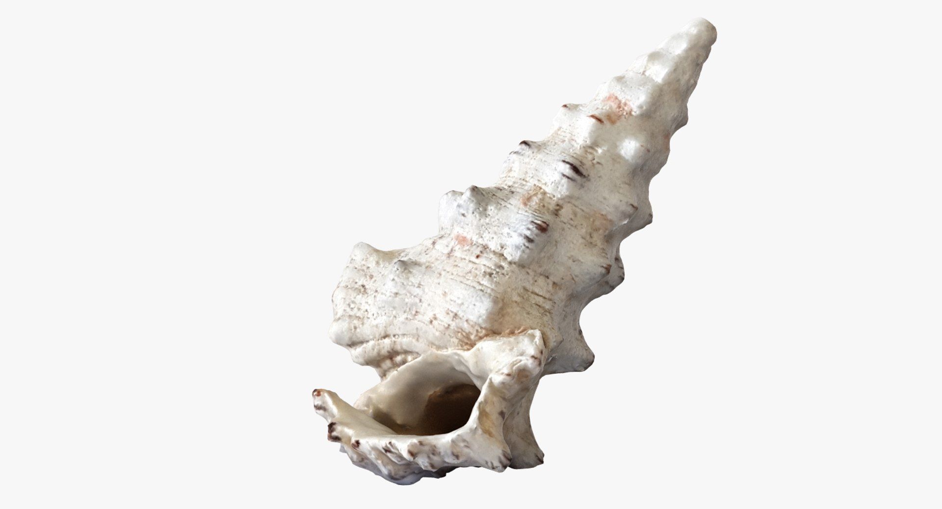 3d seashell realistic model