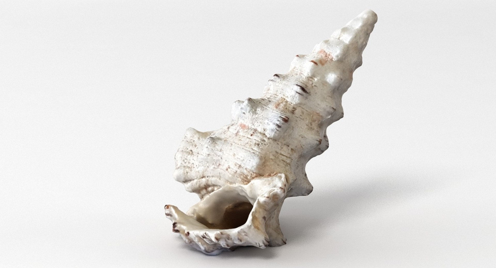 3d seashell realistic model