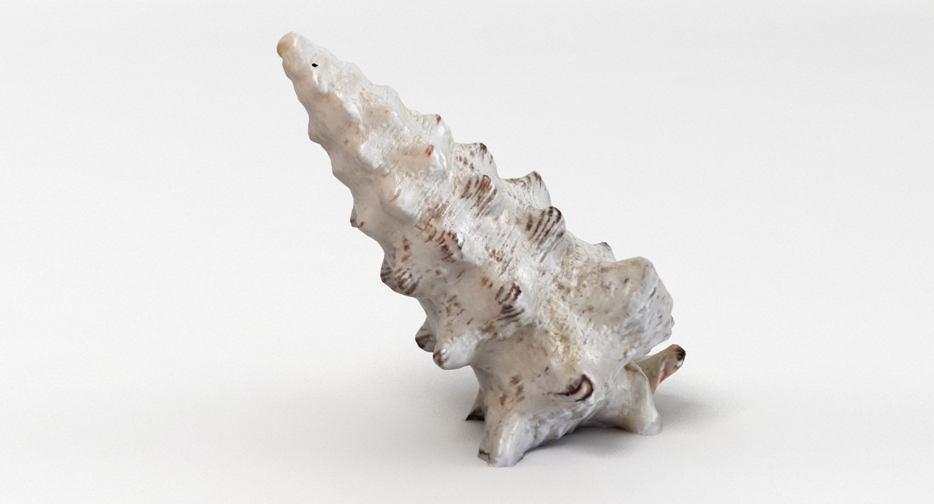 3d seashell realistic model