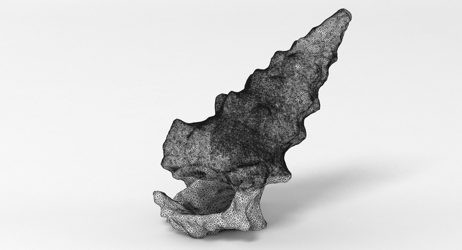 3d seashell realistic model
