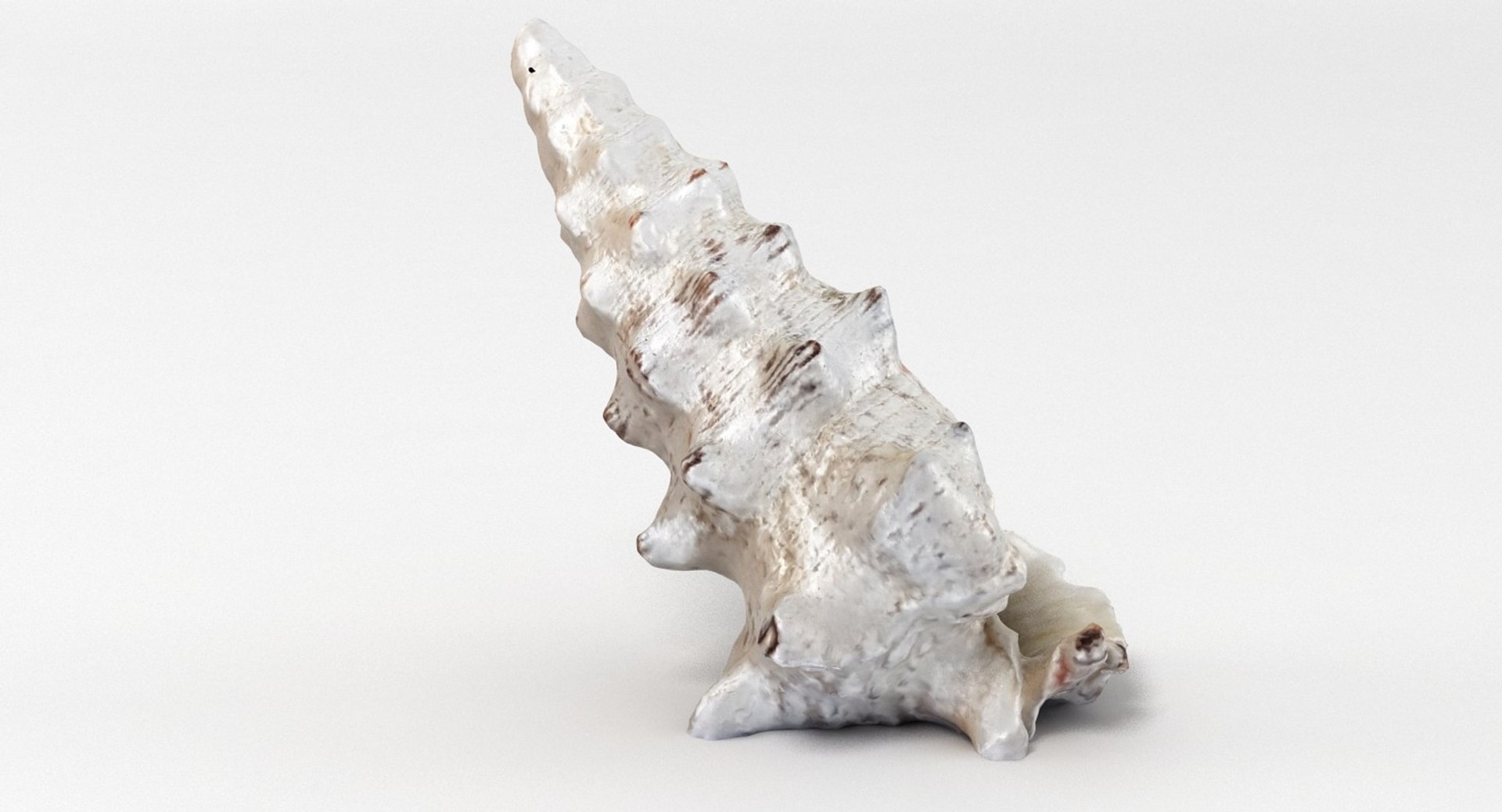 3d seashell realistic model