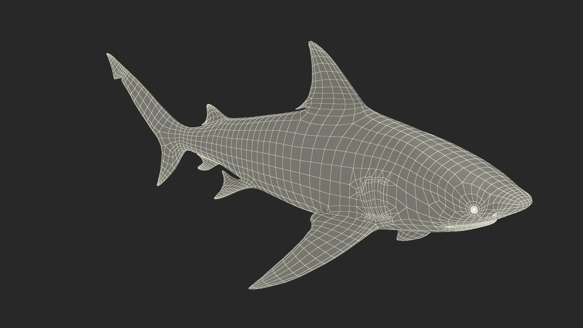 Realistic Bull Shark Rigged For Cinema 4D 3D Model - TurboSquid 2340825