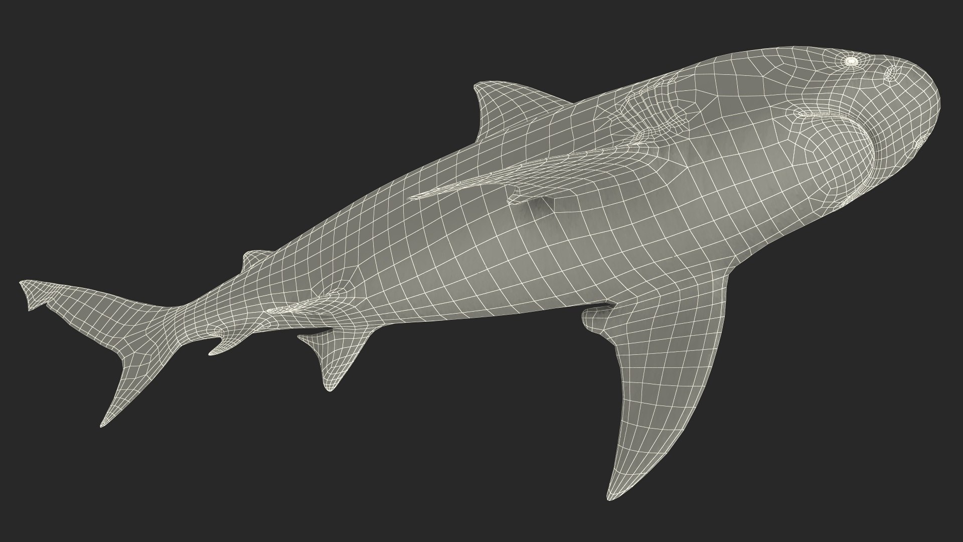 Realistic Bull Shark Rigged For Cinema 4D 3D Model - TurboSquid 2340825
