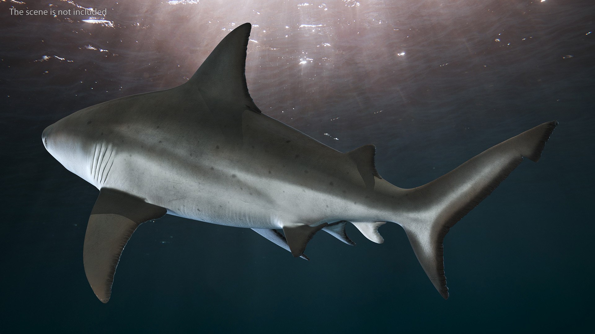 Realistic Bull Shark Rigged For Cinema 4D 3D Model - TurboSquid 2340825
