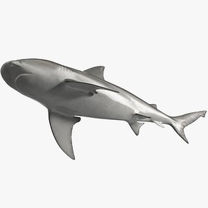 Rigged Bull Shark 3D Models With Enhanced License Tiers For Download ...