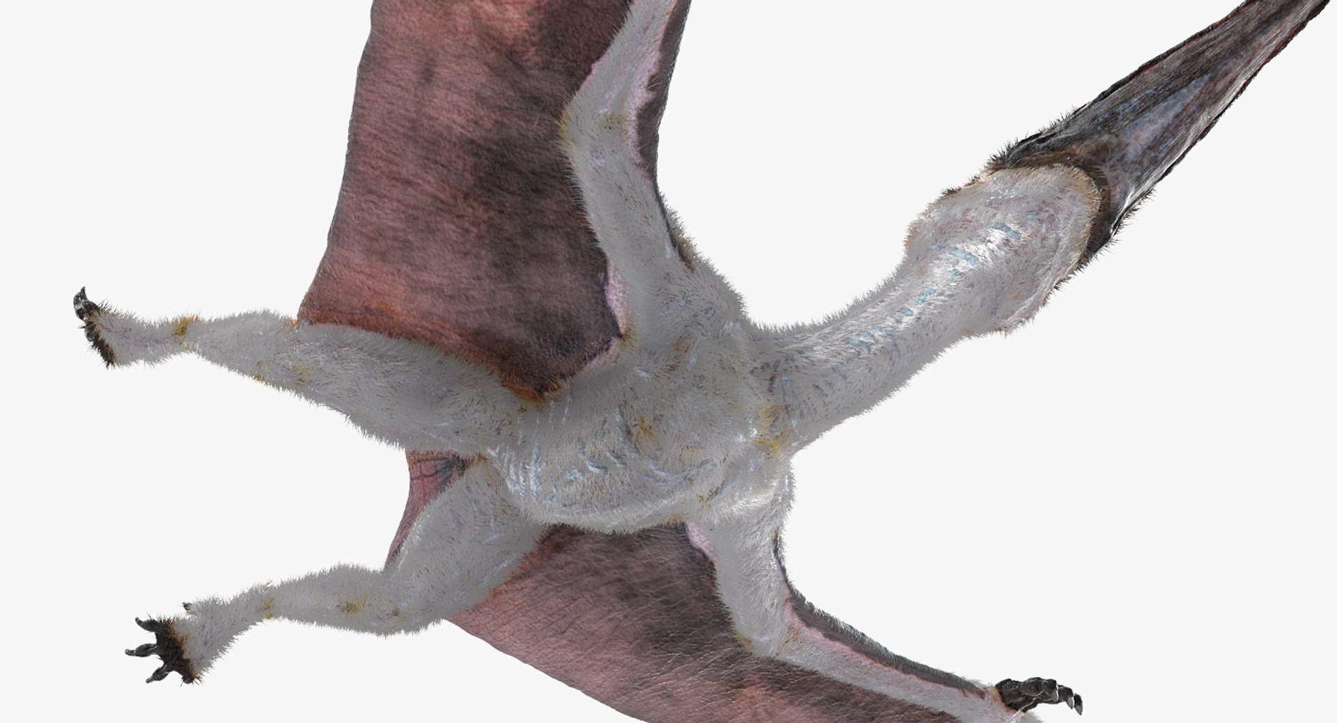 3D Pterosaur Pteranodon White Flying - TurboSquid 1394337